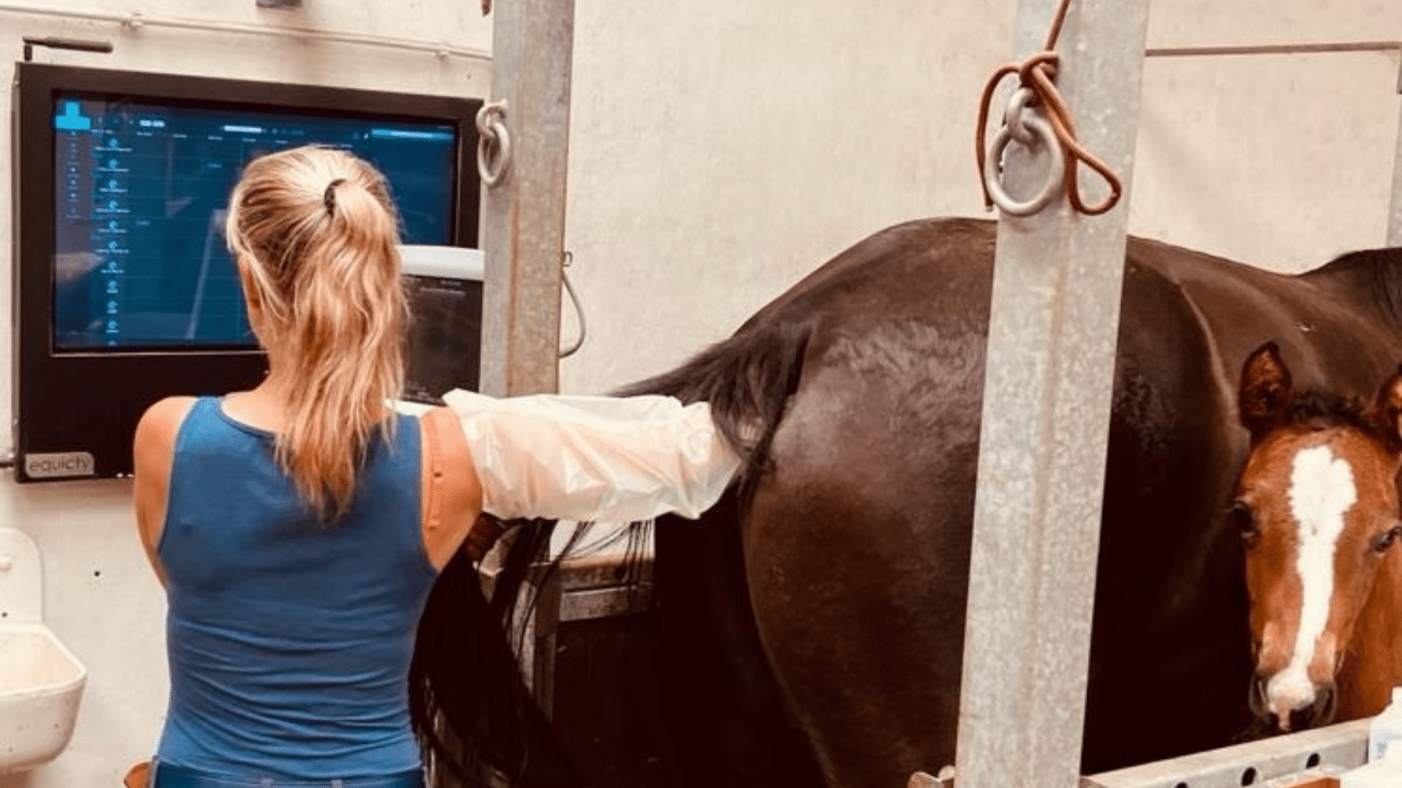 Paardenfokkerij vanuit managementperspectief - Equicty